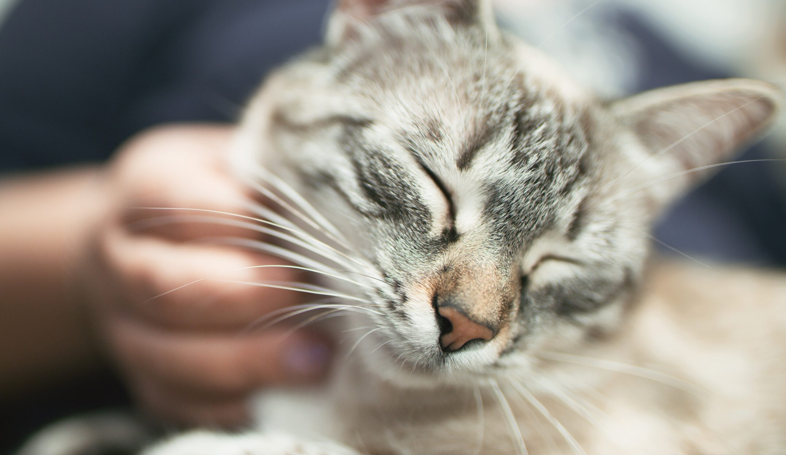 The Purring Cat | Texas Pet Behavioral Health