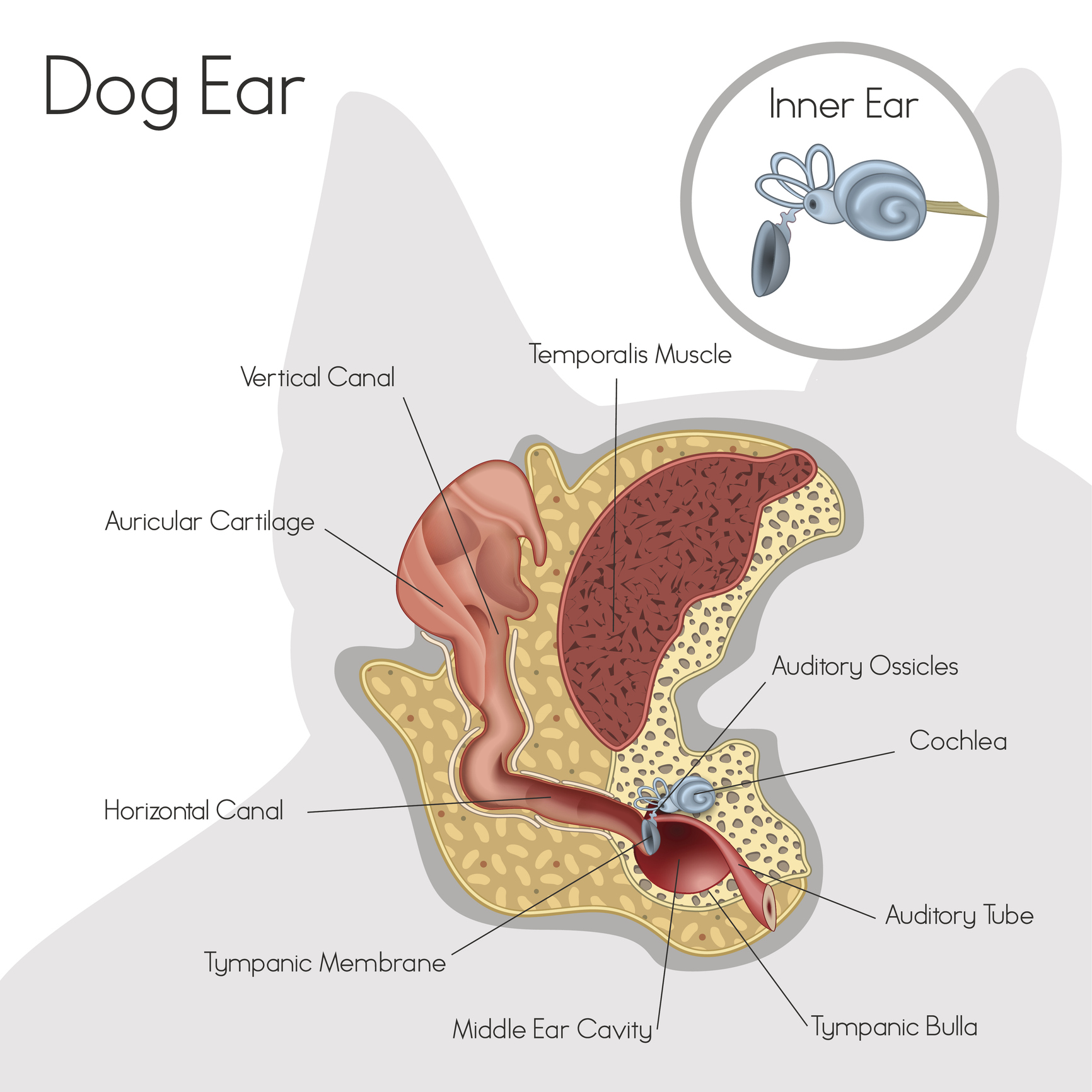 dog-ear-canal - TVMF