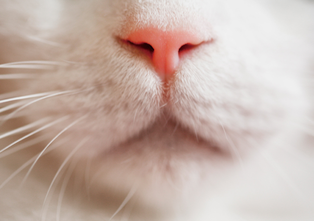 Feline Acne | Texas Cat Skin Conditions