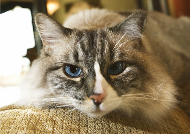 Secondhand Smoke Not Good for Pets | Pet Health Article