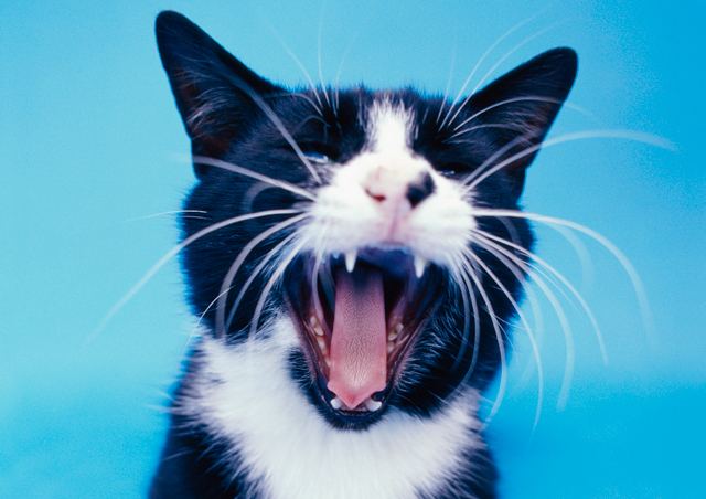 Pet Health Wellness | Cat Cavities?