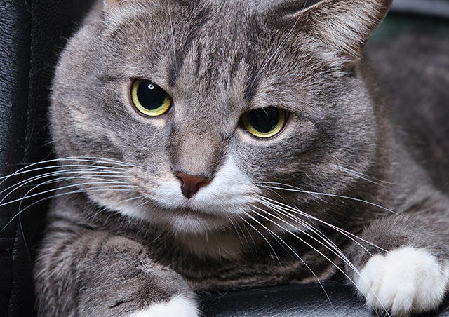 Chronic Feline Gingivostomatitis | Pet Dental Health
