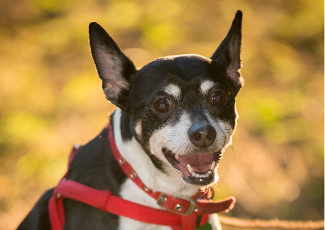 Dog Preventative Care | Why You Should See Your Vet