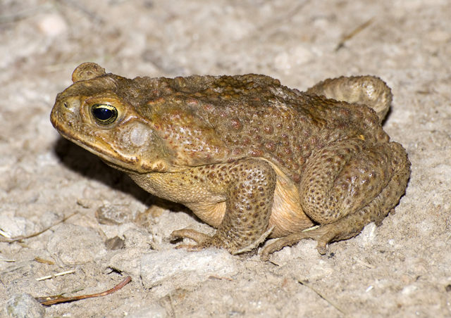 Bufo Toad Poisoning in Dogs | TexVetPets