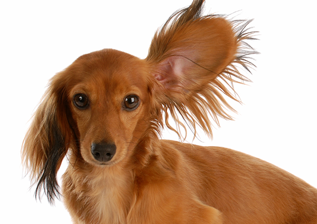Dog ears store