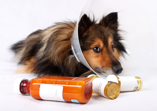 Pet meds store