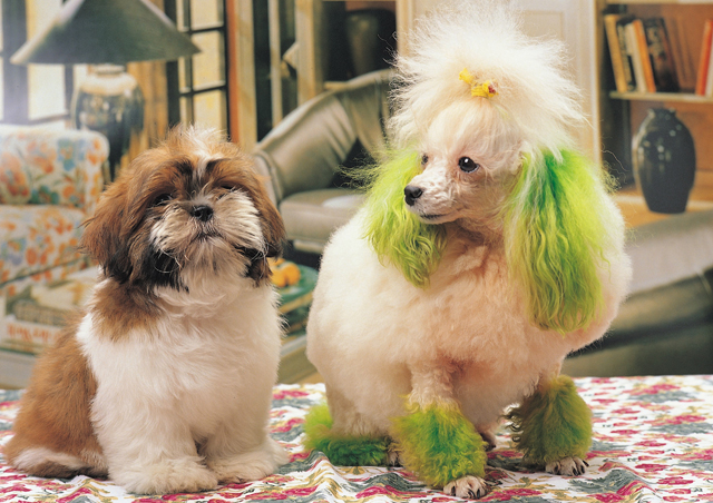 Introducing a New Pet Into a Multi-Pet Household | TexVetPets