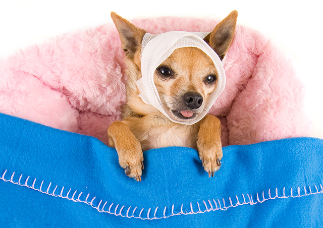 Traumatic Brain Injury | Neurological Conditions in Pets