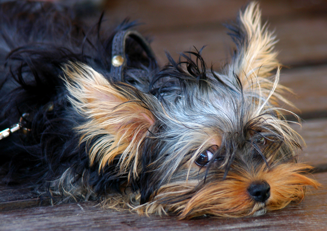 Everything You Need to Know About Pneumonia | Texas Pet Health